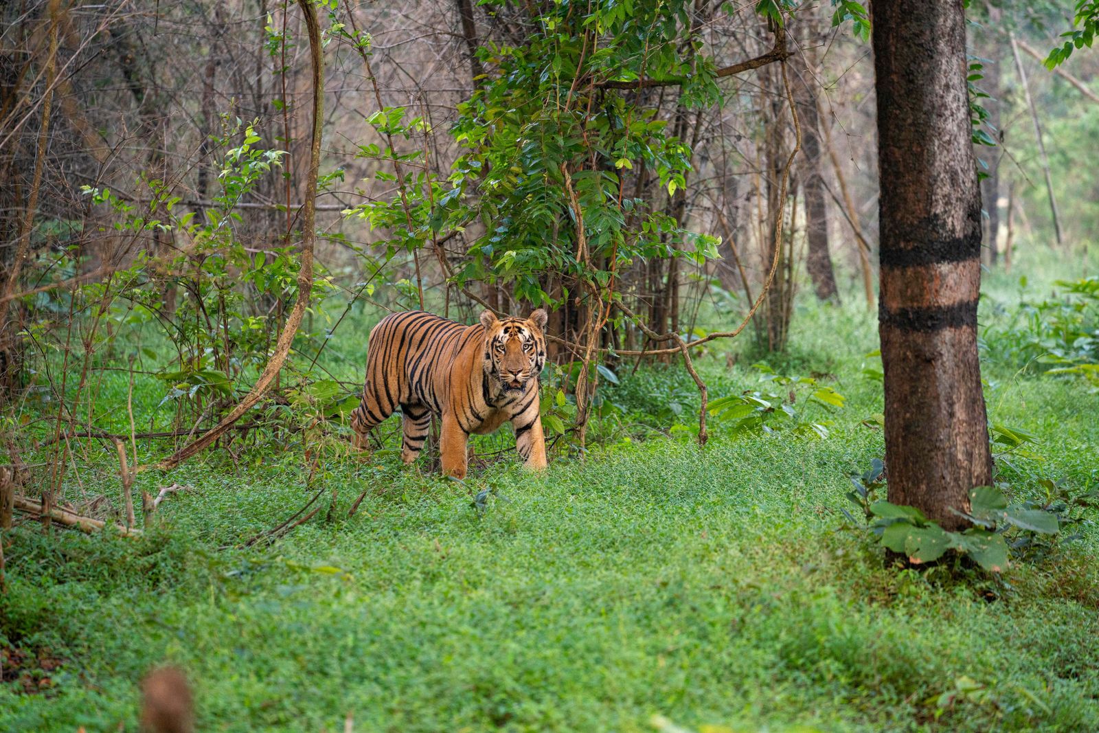 Orchids Jungle Camp - Tadoba National Park